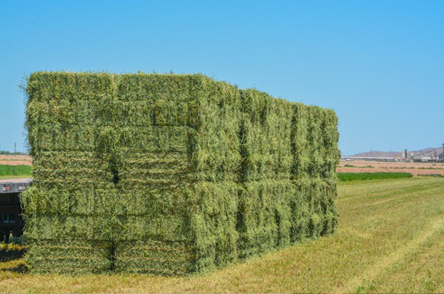 Hay Quality And What To Consider When Purchasing – Stargazey's Equine ...