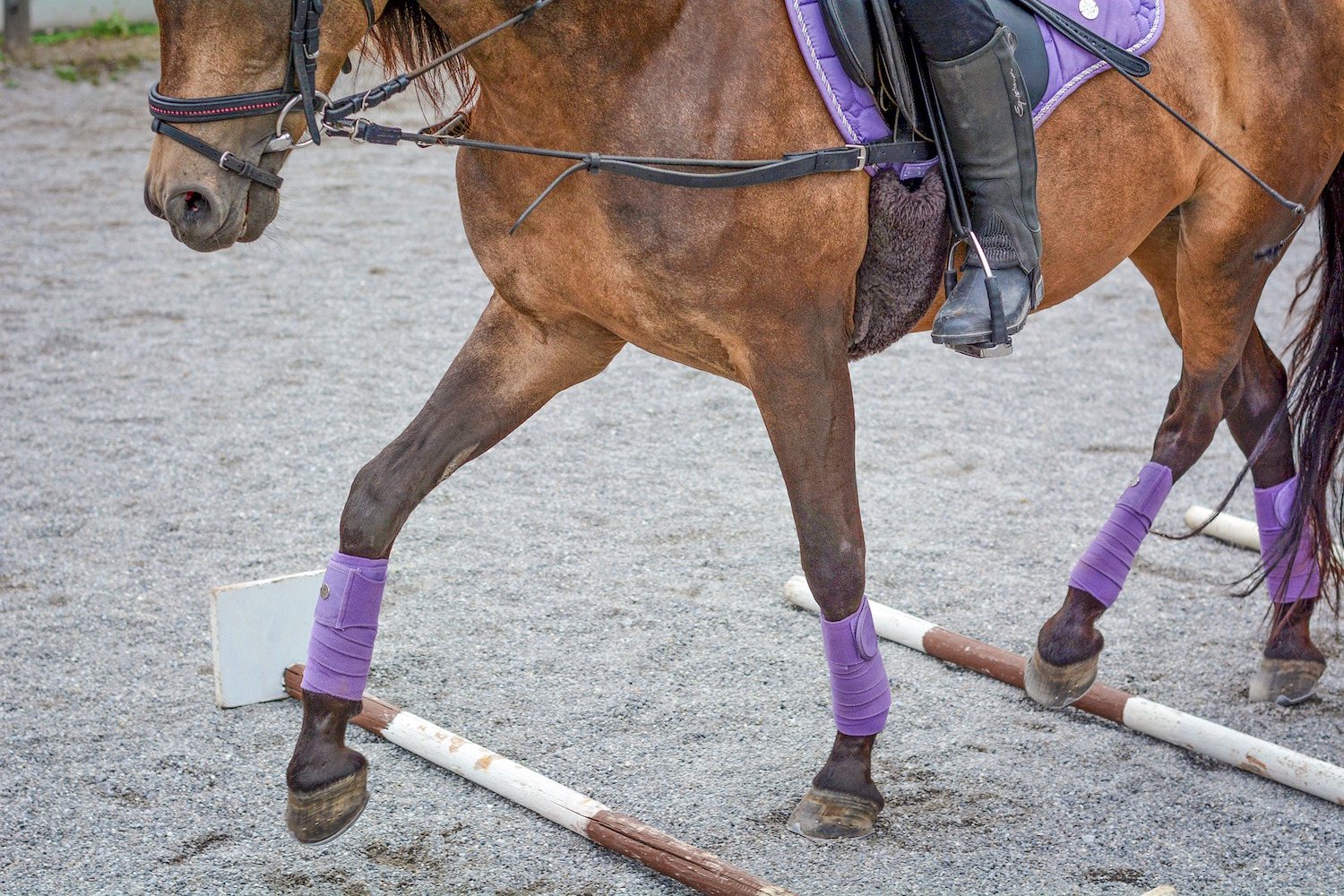 The Benefits Of Polework For Horse And Rider – Stargazey's Equine Therapy