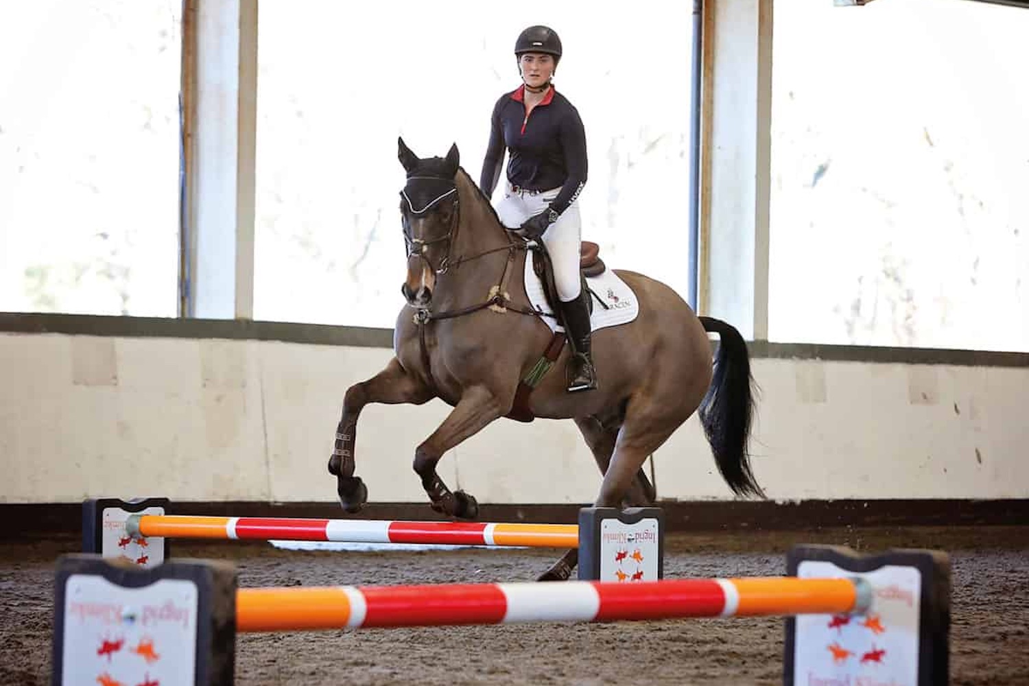 What are the correct distances for cavaletti? – Stargazey's Equine Therapy